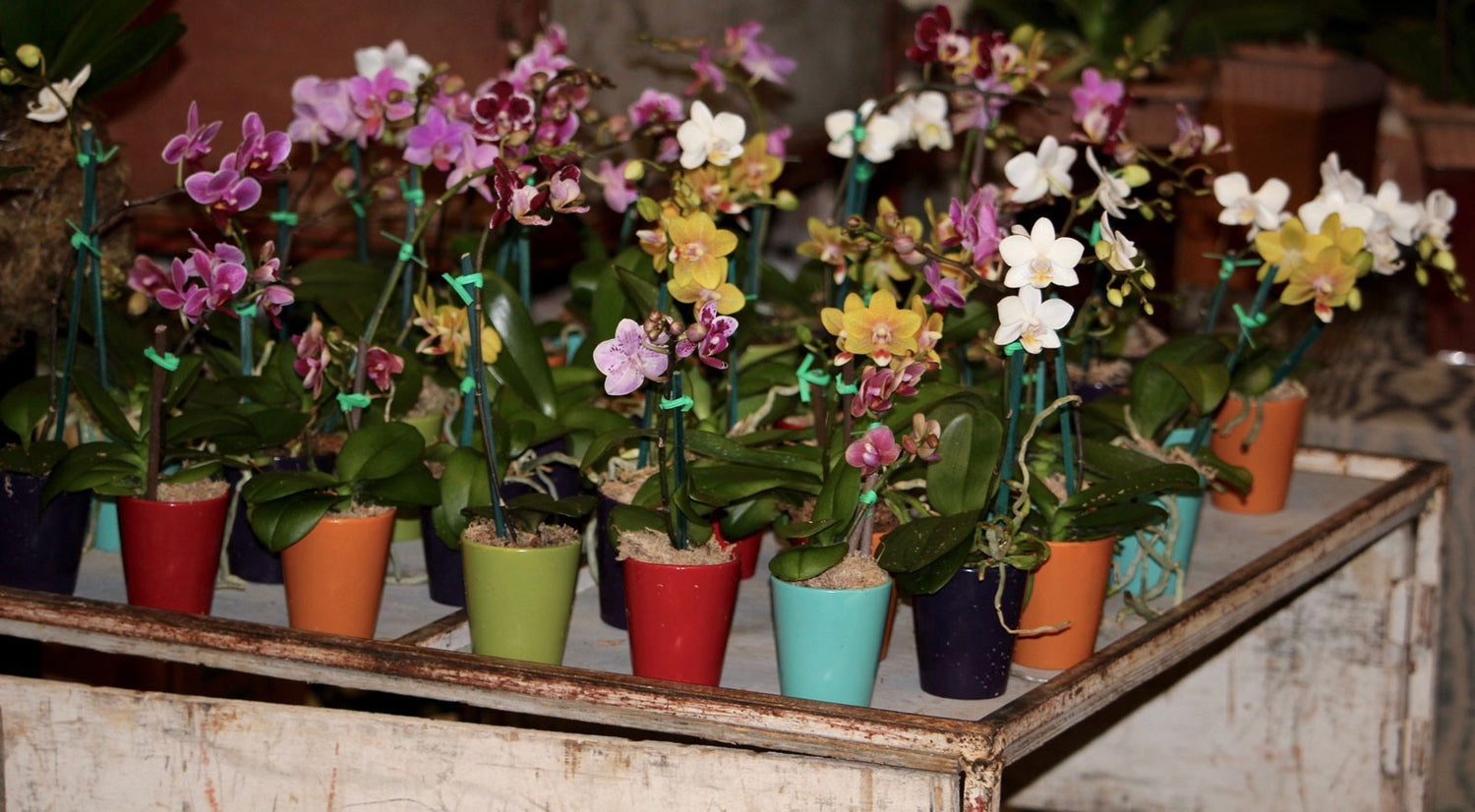 Gift Baskets Costa Rica, local delivery | GIFTS COSTA RICA – Gifts to ...